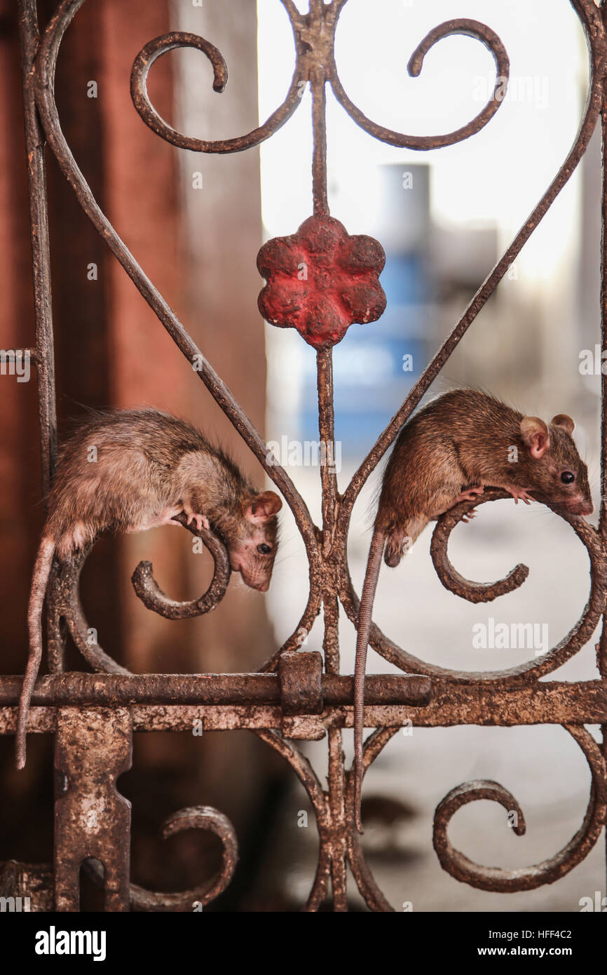 Karni Mata Temple, rat temple, Deshnok - 18/04/2016 - India / Rajasthan ...