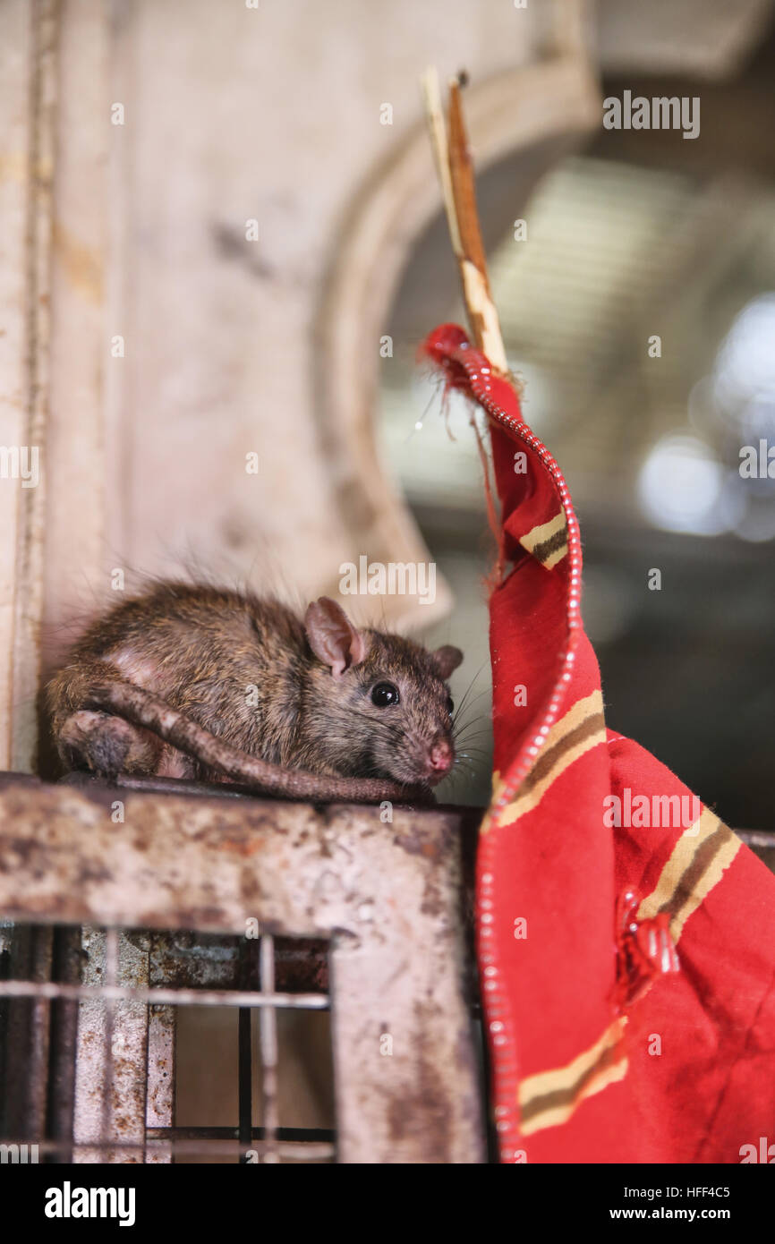 Karni Mata Temple, rat temple, Deshnok - 18/04/2016 - India / Rajasthan ...