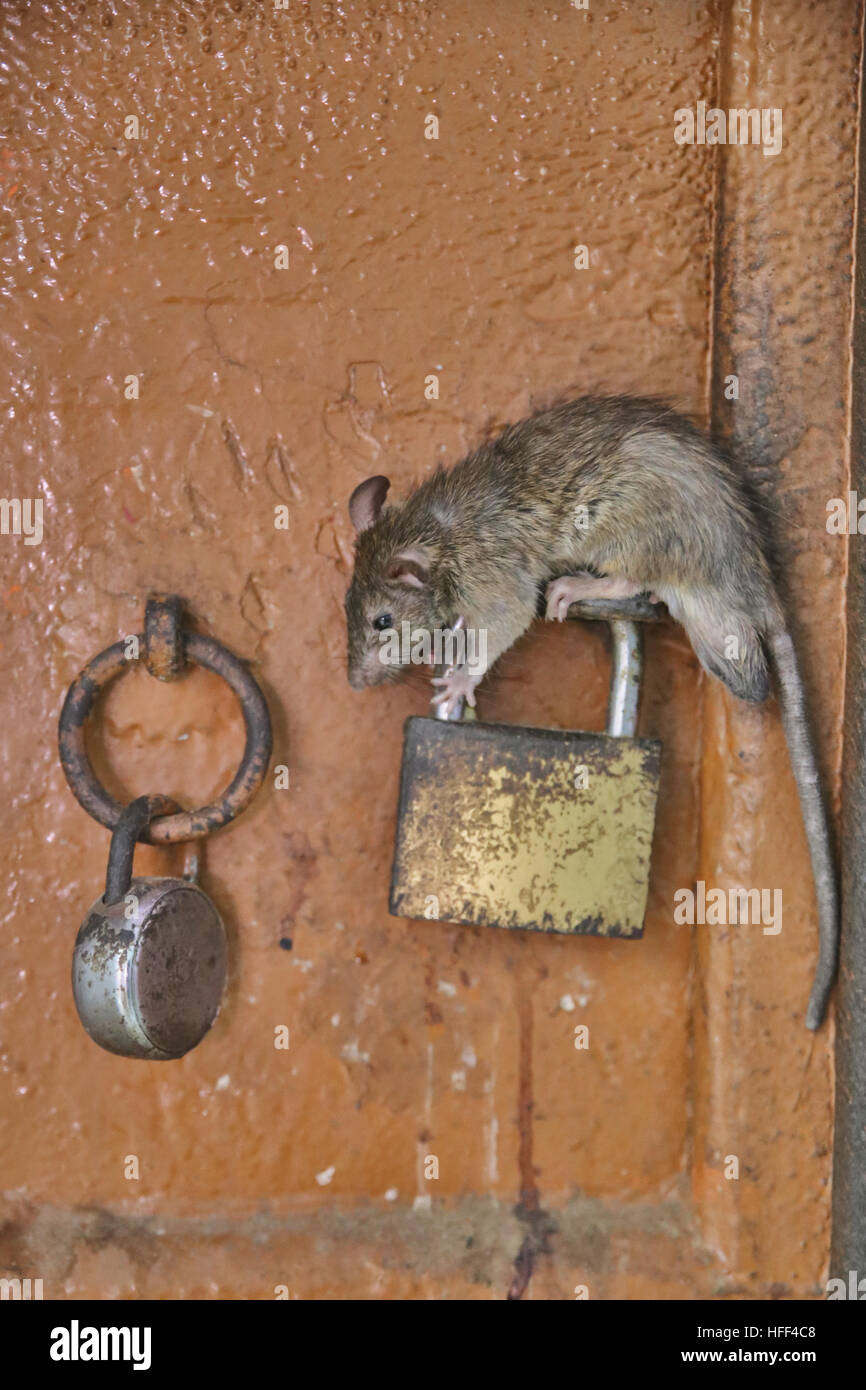 Karni Mata Temple, rat temple, Deshnok - 18/04/2016 - India / Rajasthan ...