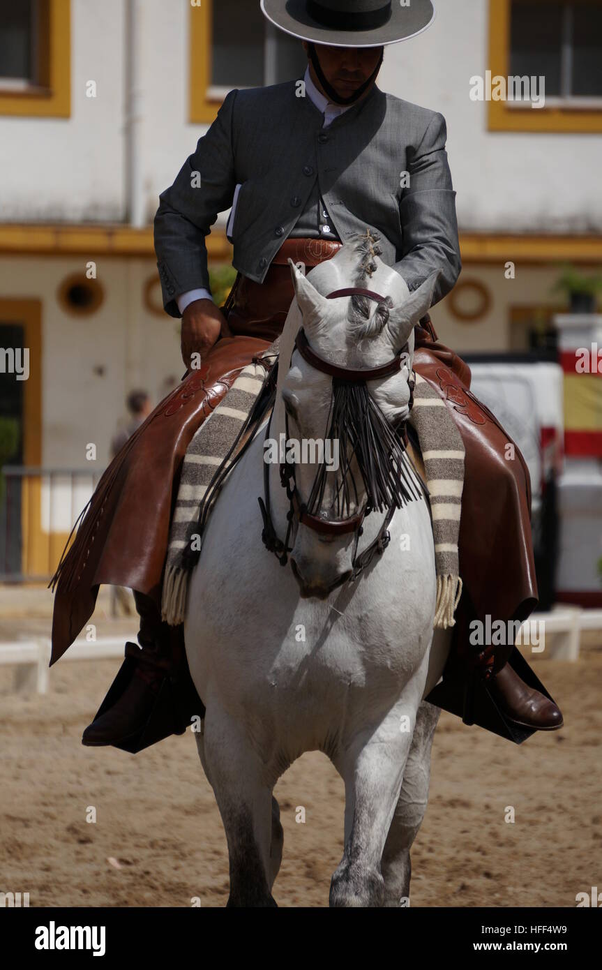 Cavalier man horse hi-res stock photography and images - Alamy