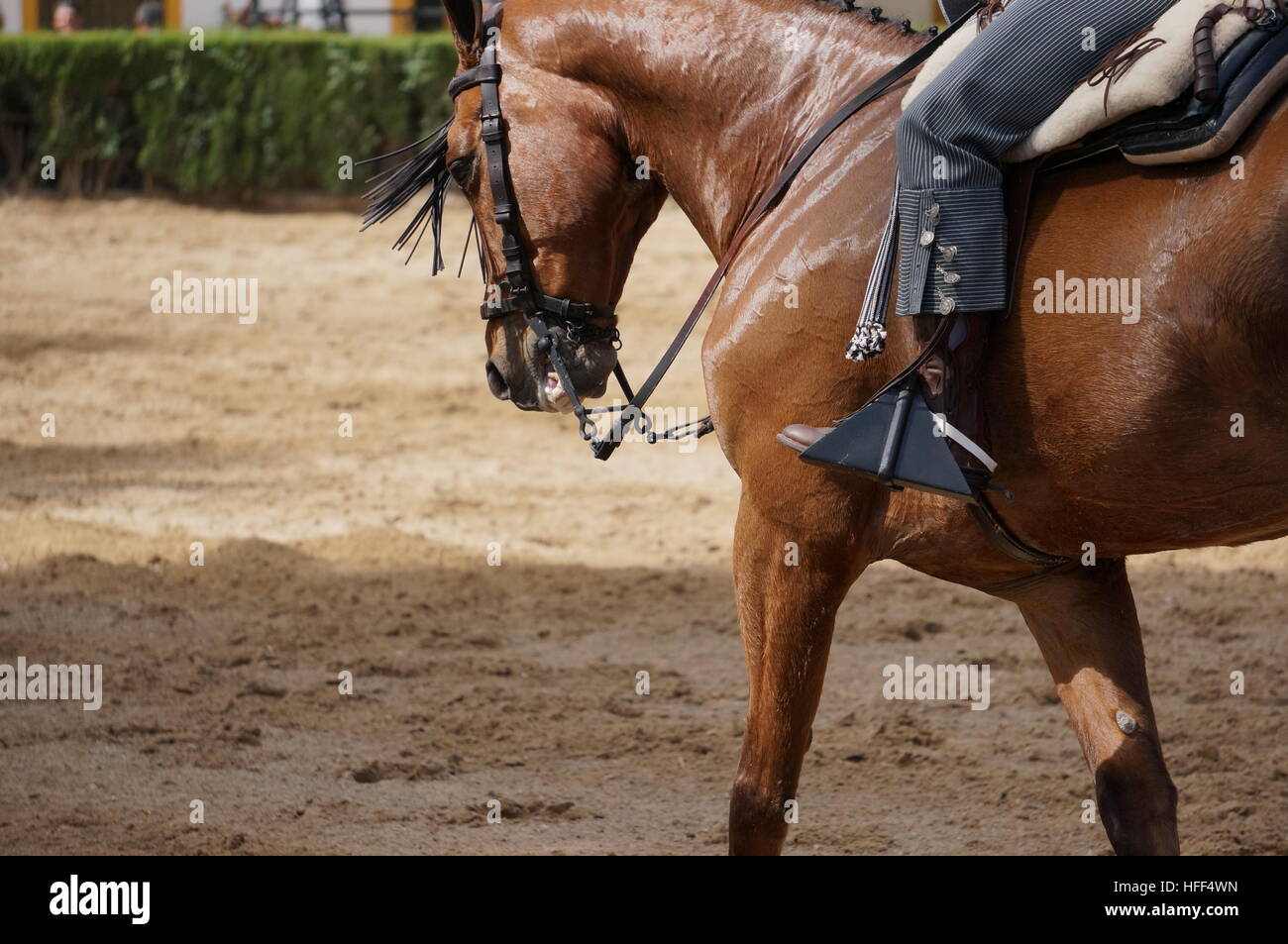 Cavalier traditionnel hi-res stock photography and images - Alamy