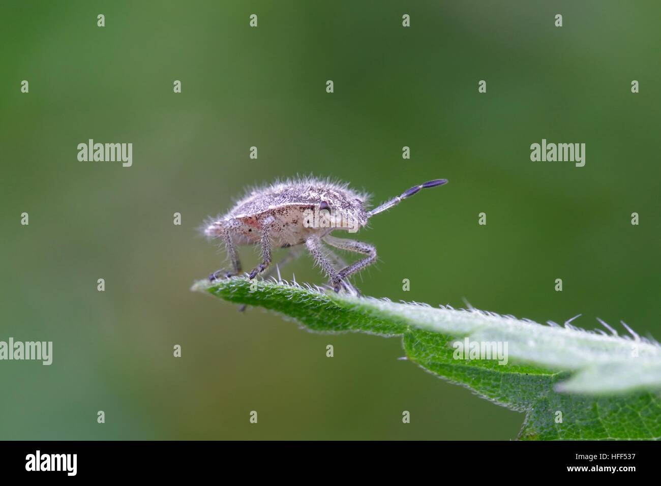 Sloe Bug, Dolycoris baccarum Stock Photo - Alamy