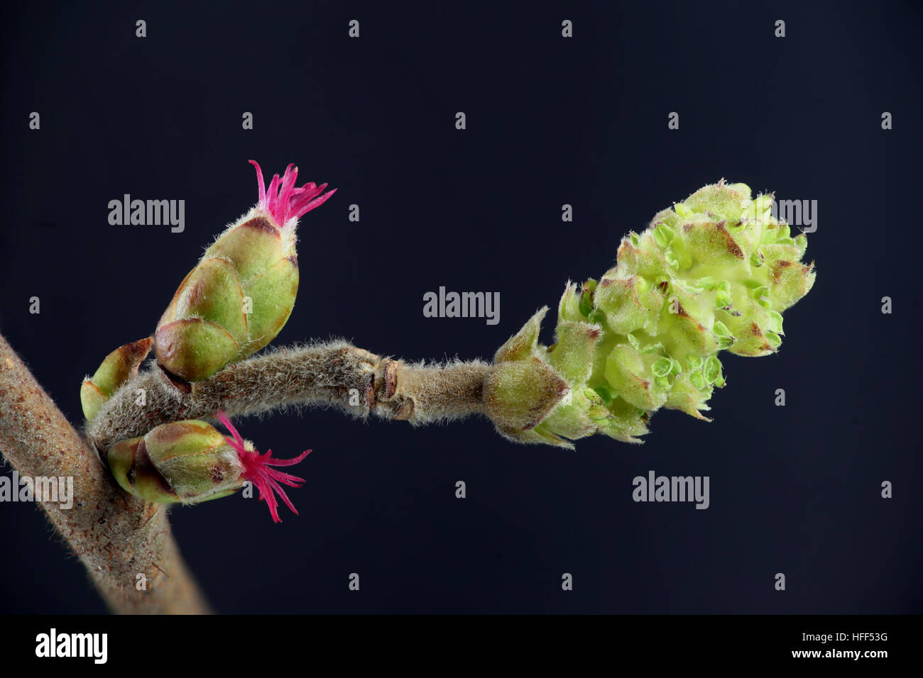 Flower of Common Hazel. Pollen from Hazel flower causes hay fever and ...