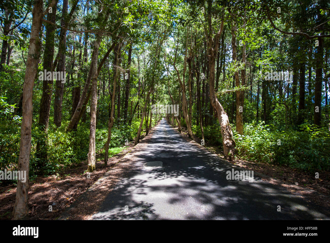 Alexandra mauritius hi-res stock photography and images - Alamy