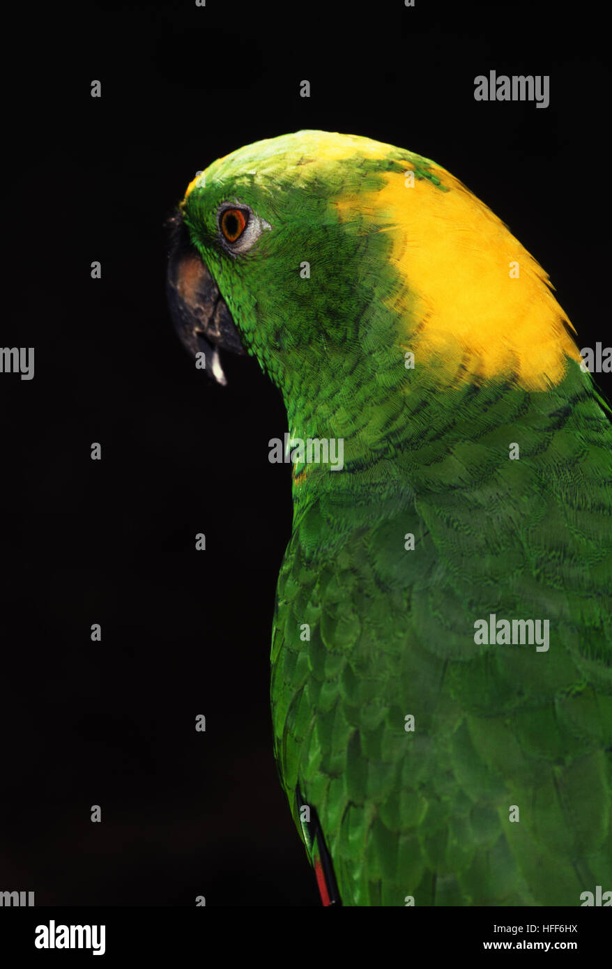 Yellow Naped Amazon Parrot Amazona auropalliata Stock Photo - Alamy
