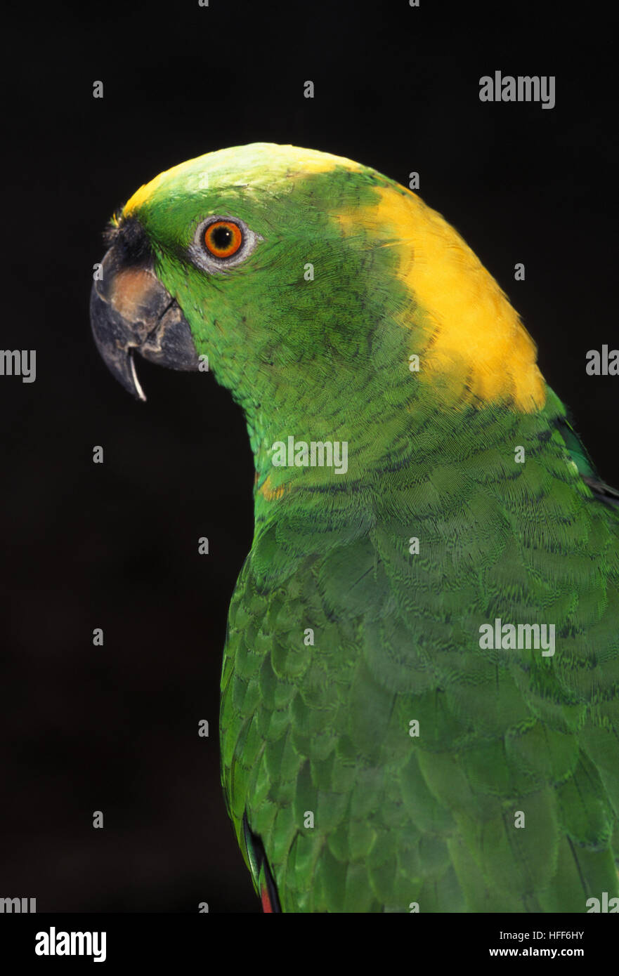 Yellow Naped Amazon Parrot Amazona auropalliata Stock Photo - Alamy