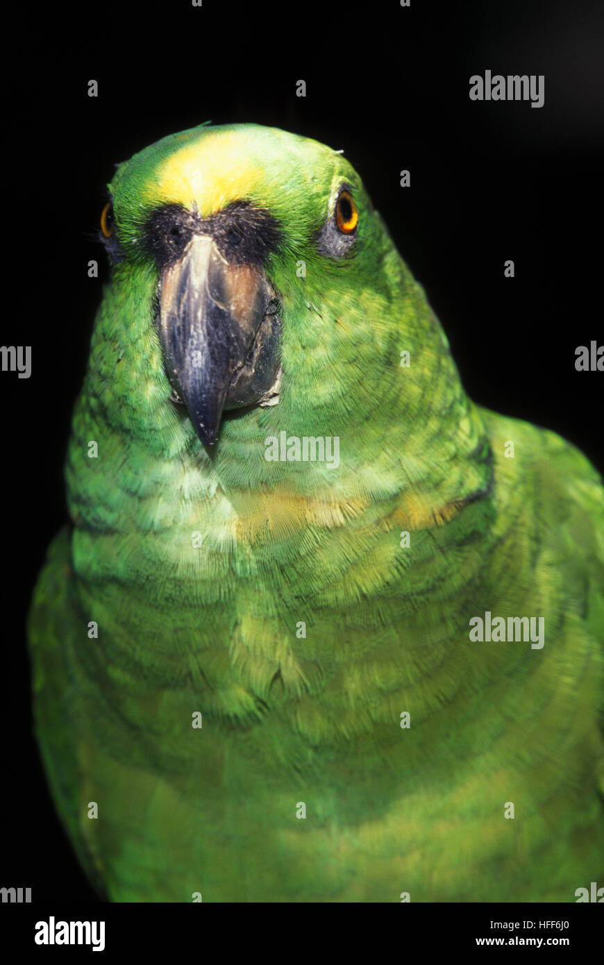 Yellow Naped Amazon Parrot Amazona auropalliata Stock Photo - Alamy