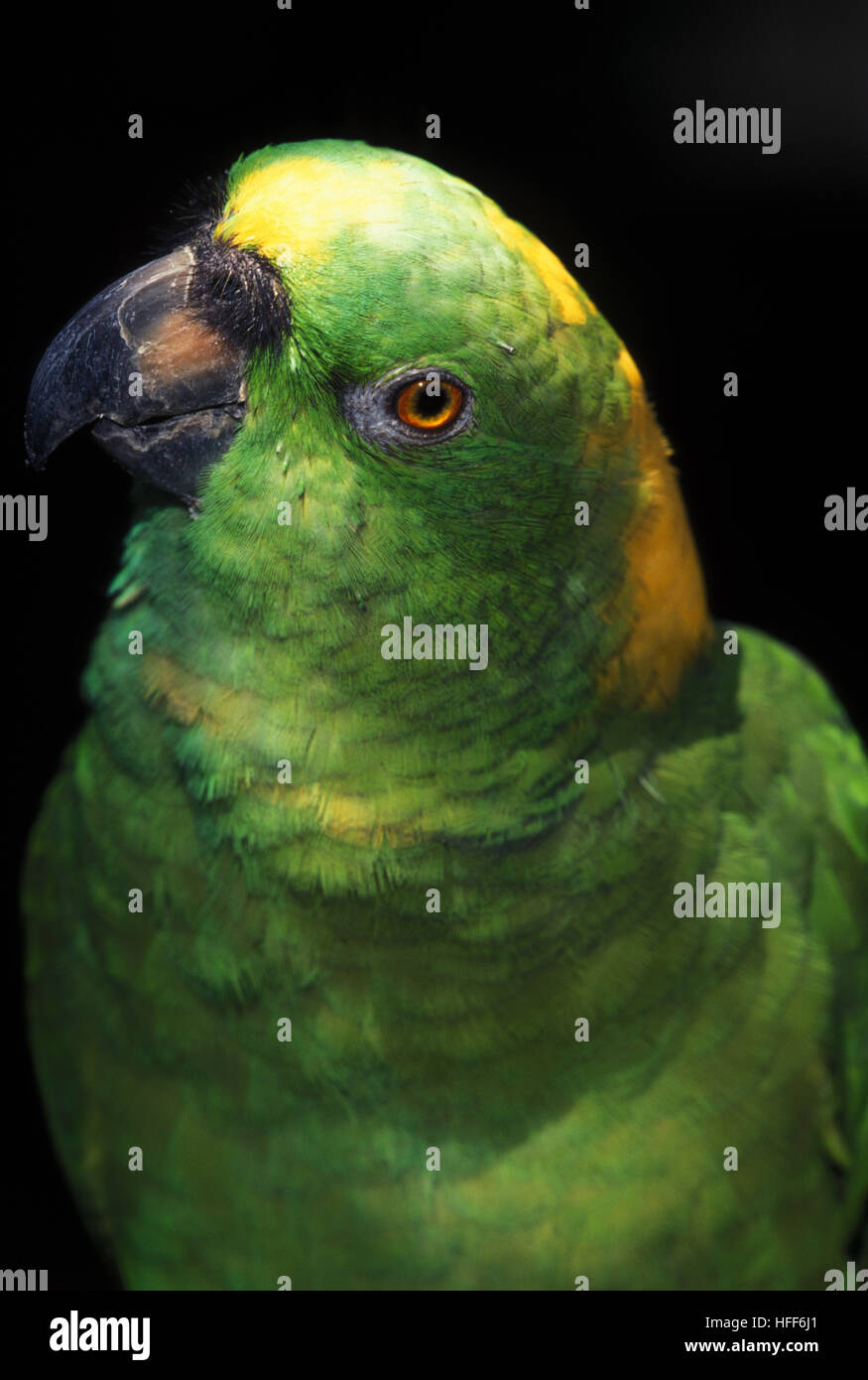 Yellow Naped Amazon Parrot Amazona auropalliata Stock Photo - Alamy