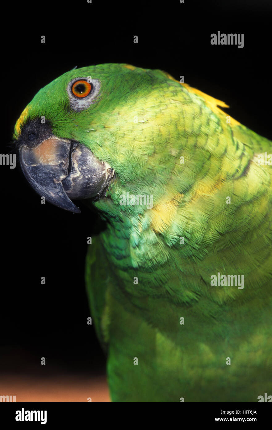 Yellow Naped Amazon Parrot Amazona auropalliata Stock Photo - Alamy