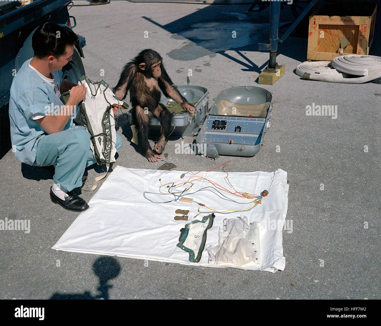Ham, the first chimpanzee to be sent into space, checks out the ...