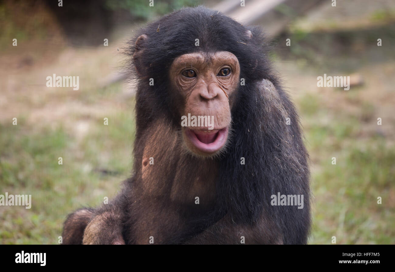 Chimpanzee close up head shot (portrait) at a zoo in India Stock Photo ...