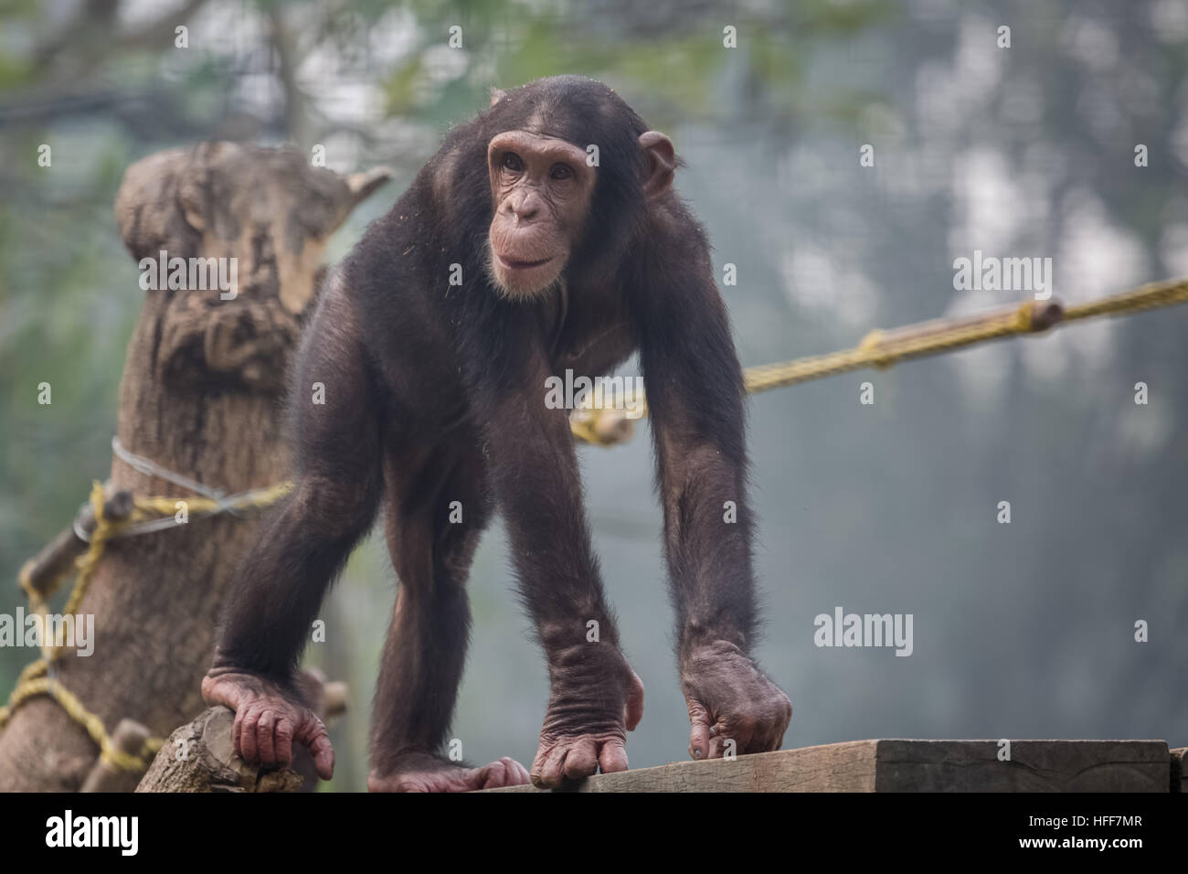 Chimpanzee monkey High Resolution Stock Photography and Images - Alamy