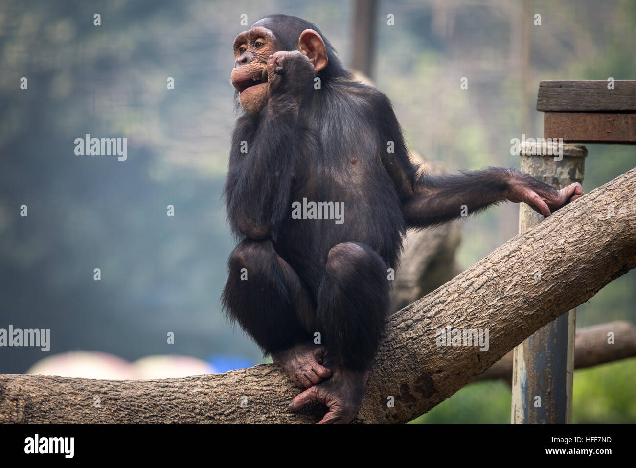 Baby chimpanzee tree hi-res stock photography and images - Alamy