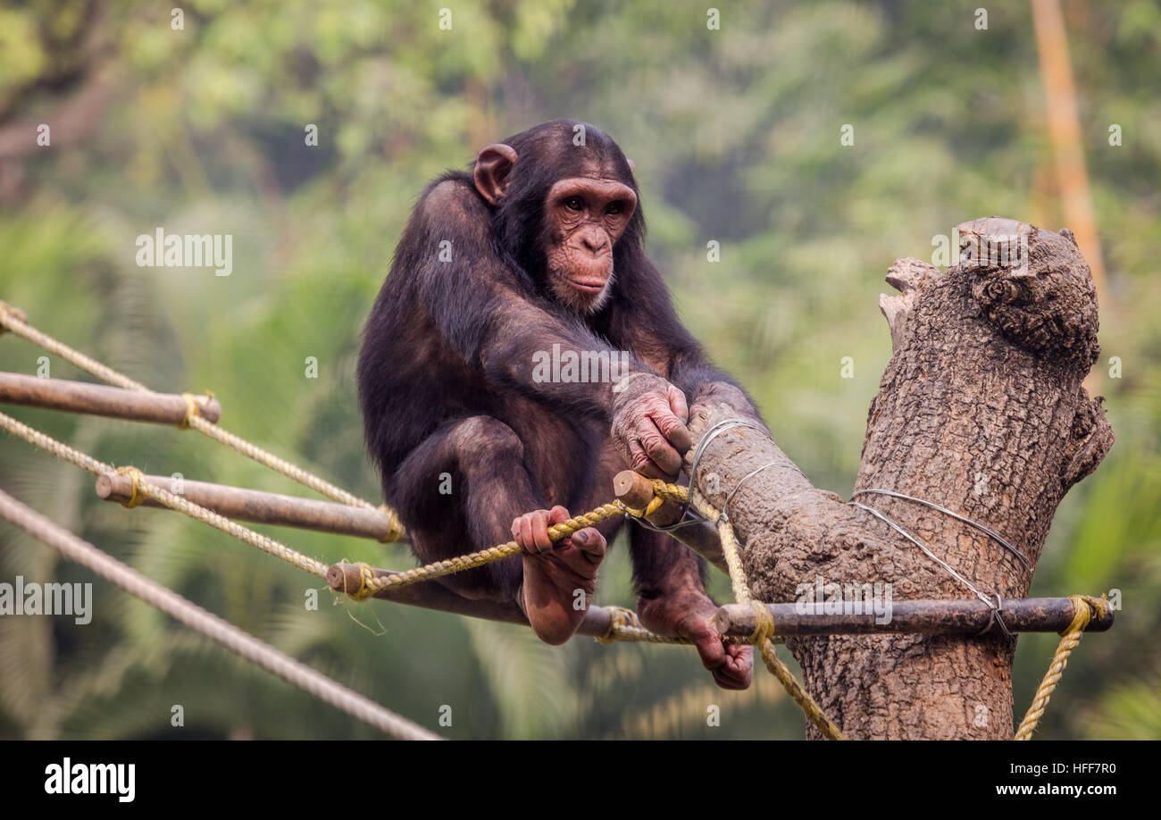 Baby Chimpanzee playing with an attached rope in Kolkata zoo Stock ...