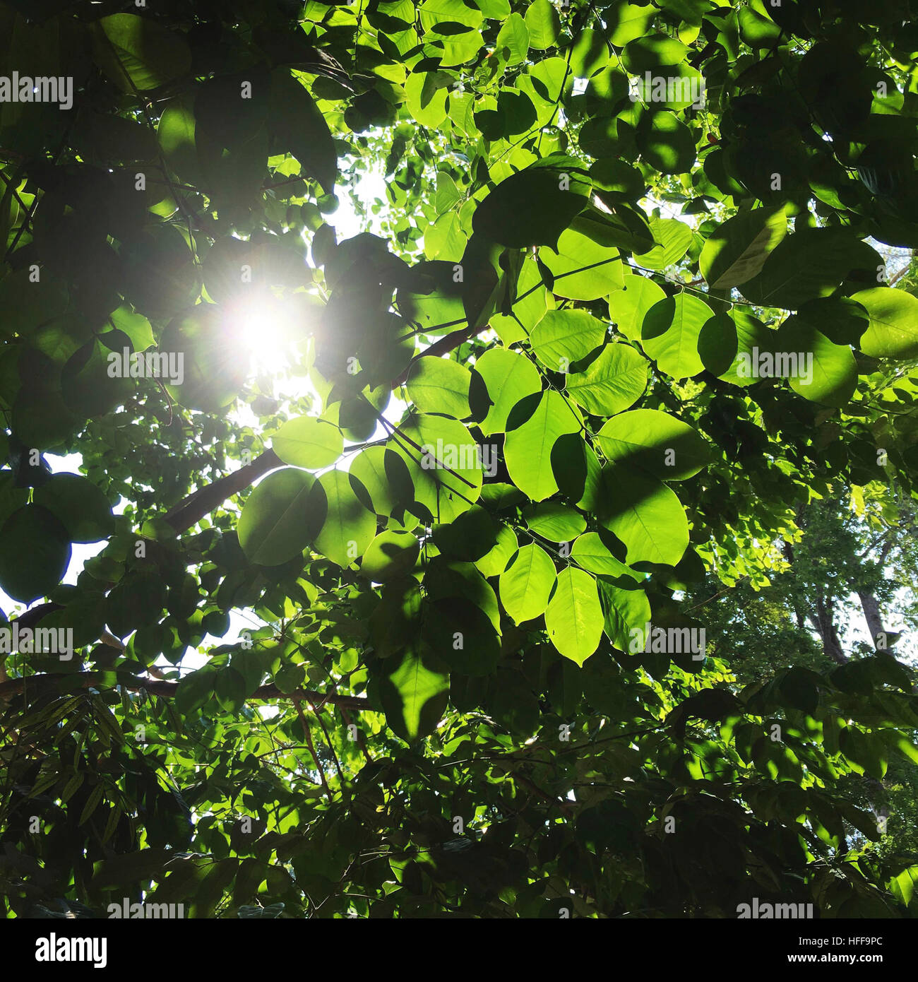 Sun peeking through leaves hi-res stock photography and images - Alamy