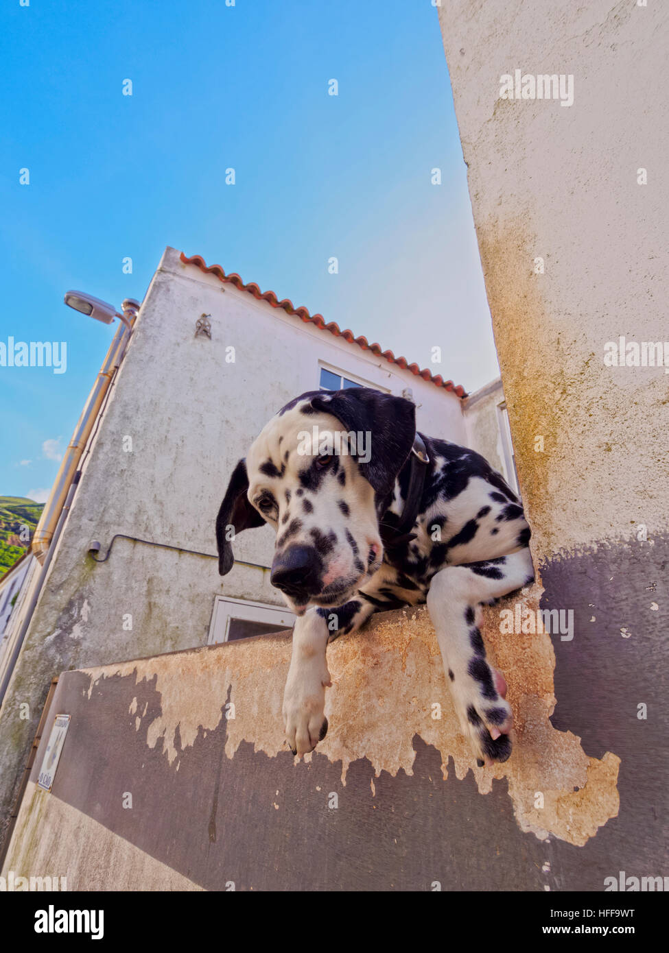 Azores archipelago portugal dalmatian hi-res stock photography and ...