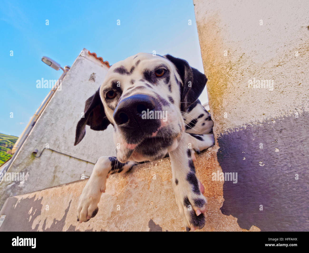 Dalmatian dog hi-res stock photography and images - Alamy