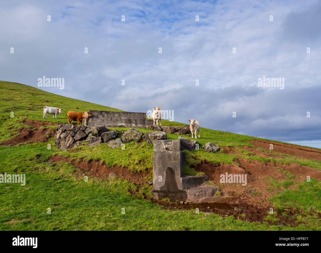 Portugal, Azores, Corvo, Cows on the green fields Stock Photo - Alamy