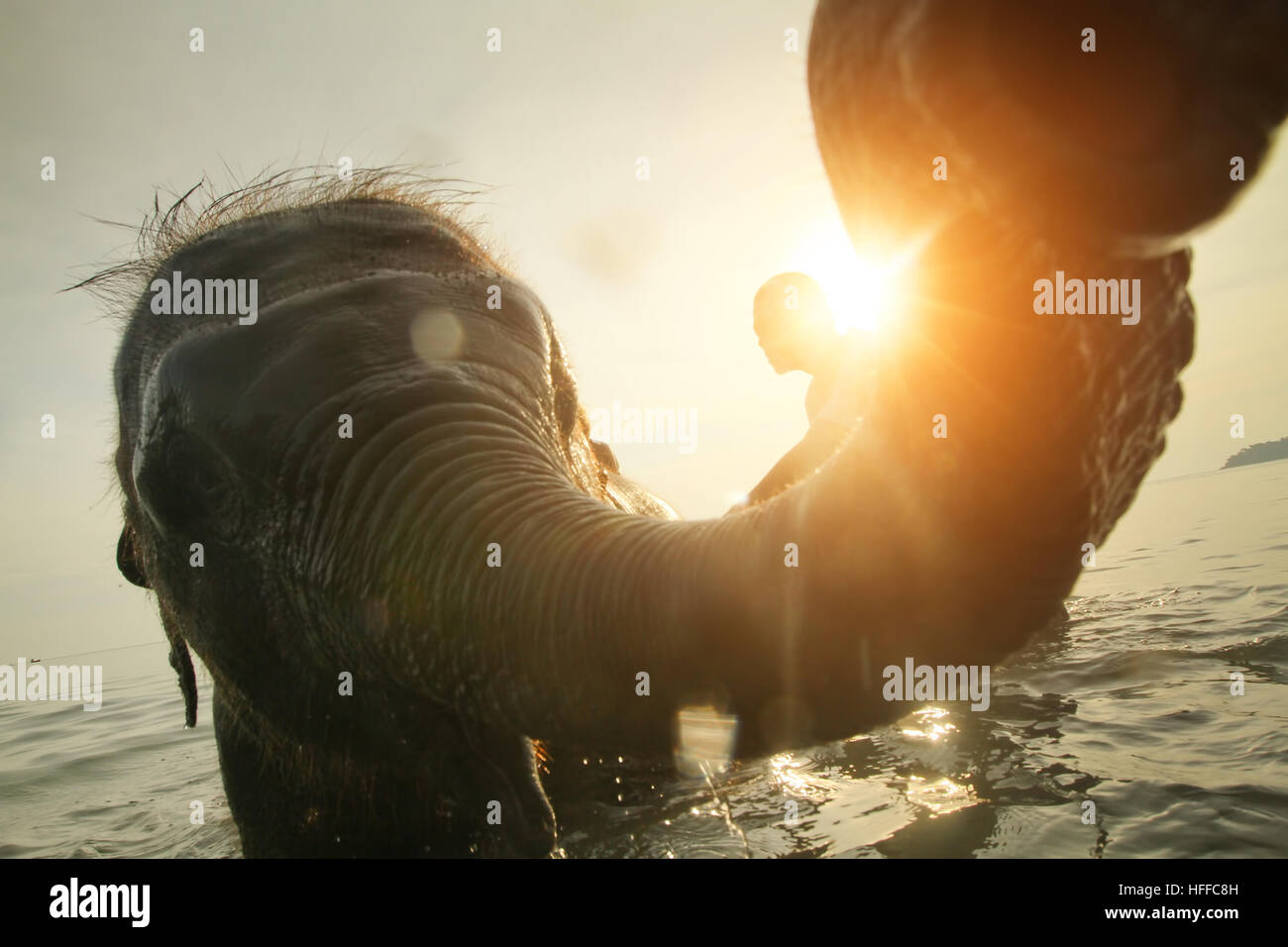 Elephant swimming in sea hi-res stock photography and images - Alamy