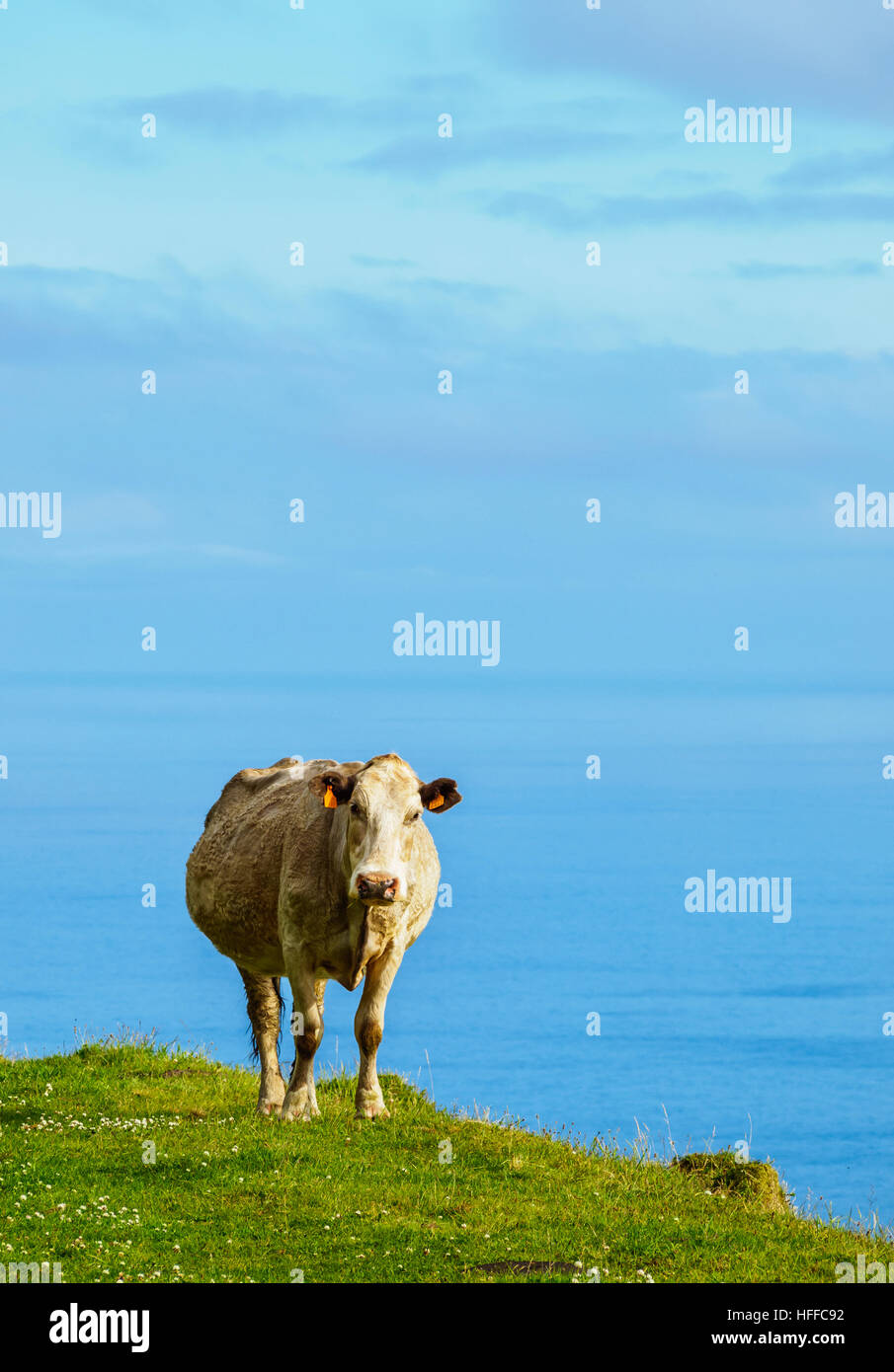 Portugal, Azores, Cow on Corvo Island Stock Photo - Alamy