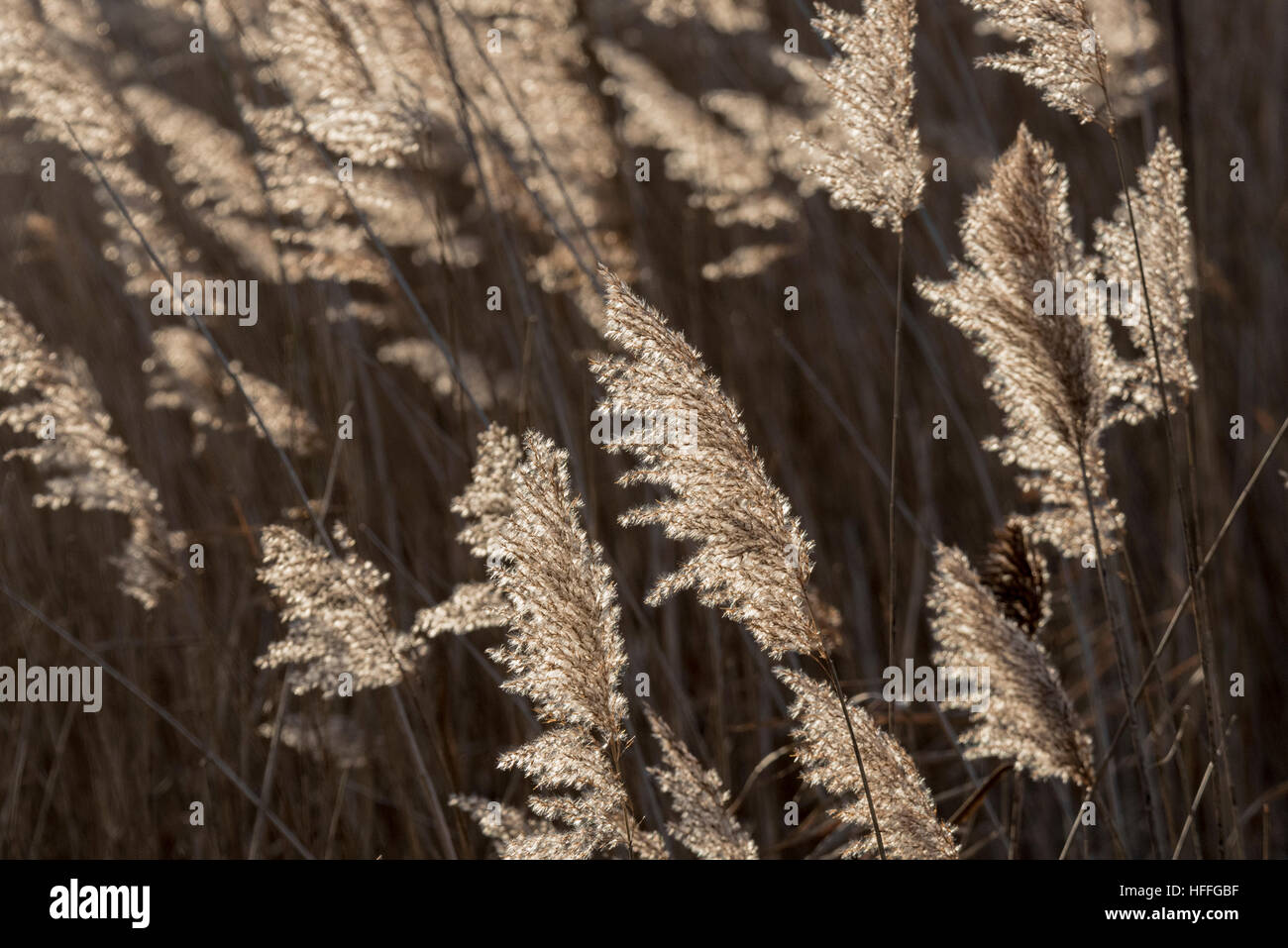 Monocot seed hi-res stock photography and images - Alamy