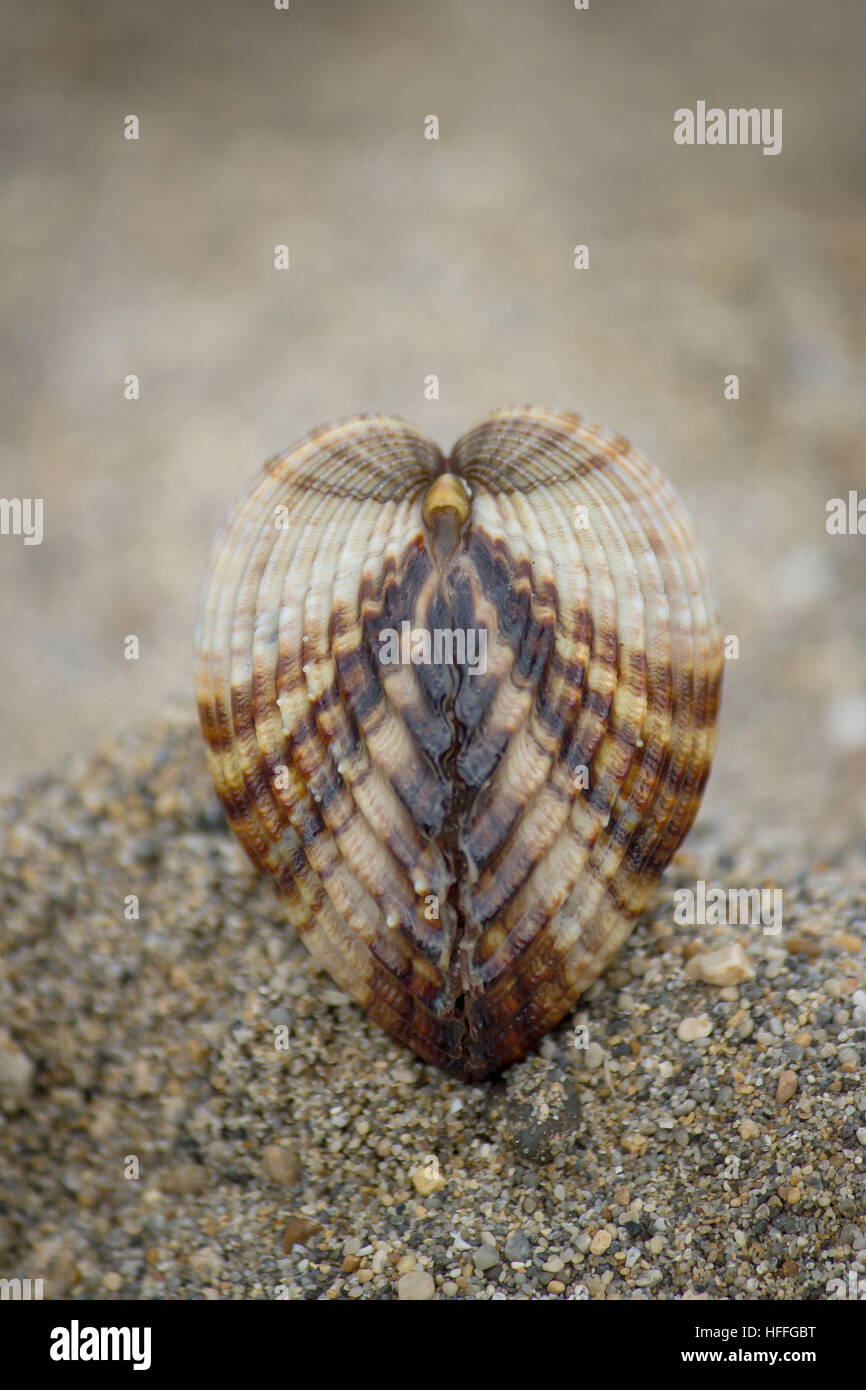 Seashell on brown beach sand background - Rough cockle (Acanthocardia ...
