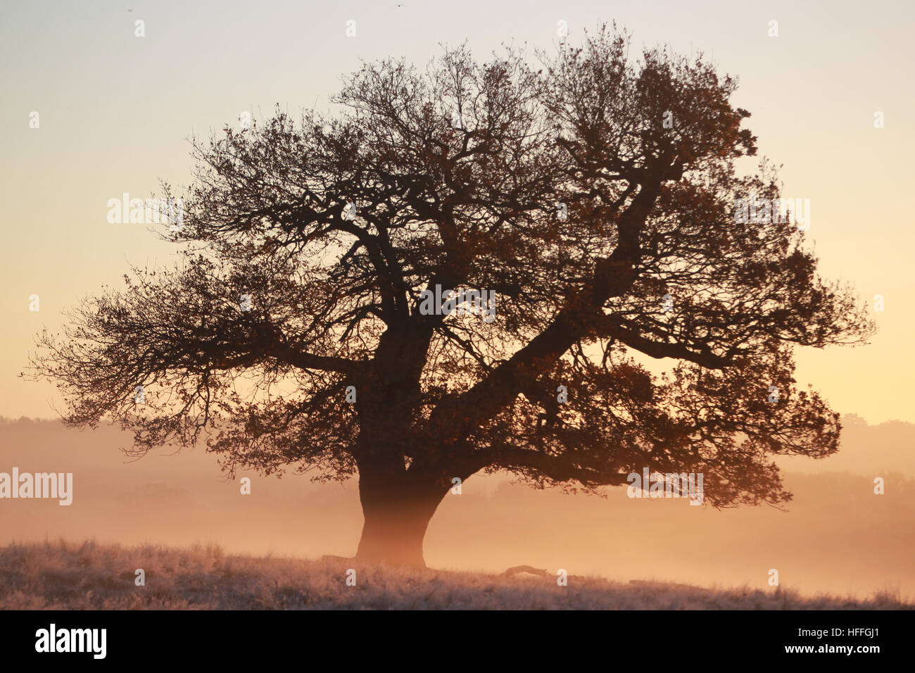 After the coldest November night for 26 years, the morning sunrise ...