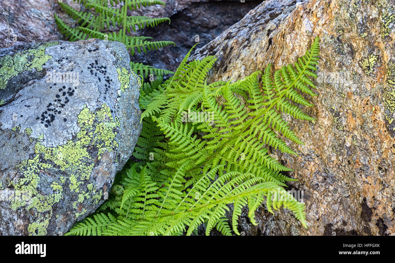 Growth in rocks hi-res stock photography and images - Alamy