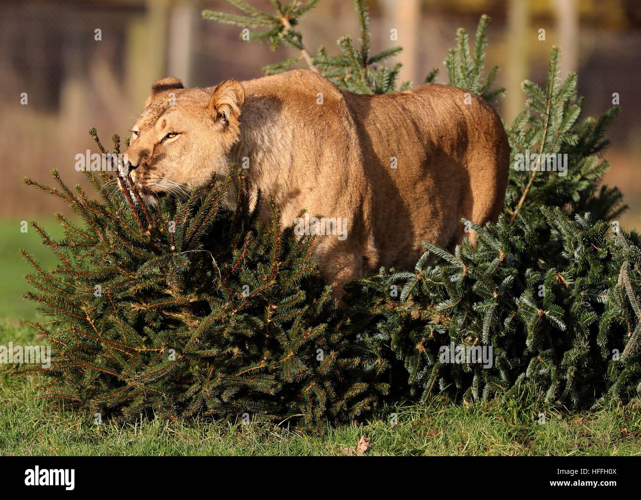 Karis, mother to four lion cubs, at Blair Drummond Safari Park near ...