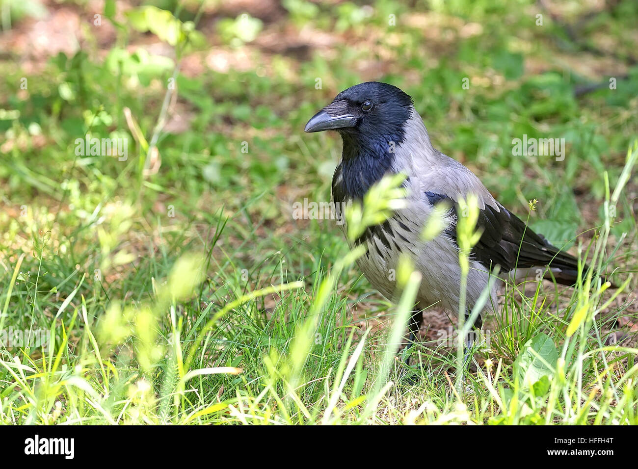 Hooded crow in the wild Stock Photo - Alamy