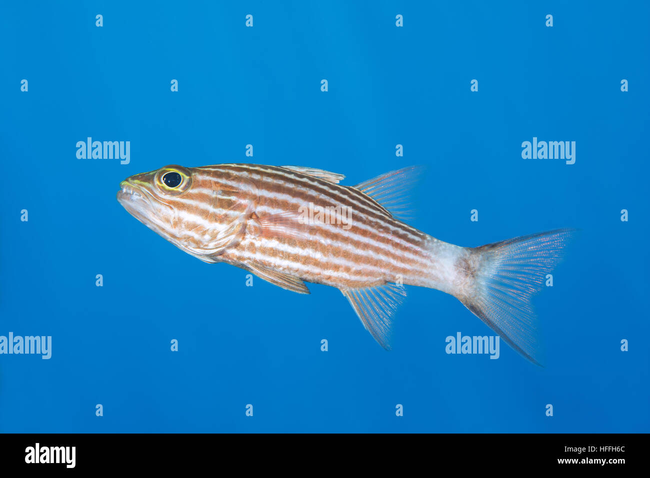 Largetoothed Cardinalfish, Pacific tiger cardinalfish or Big-toothed ...