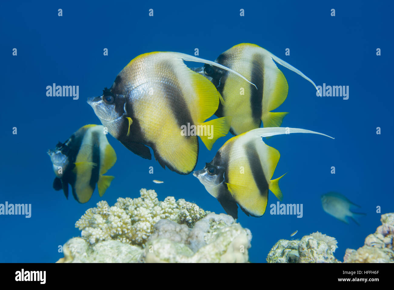 Bullfish hi-res stock photography and images - Alamy