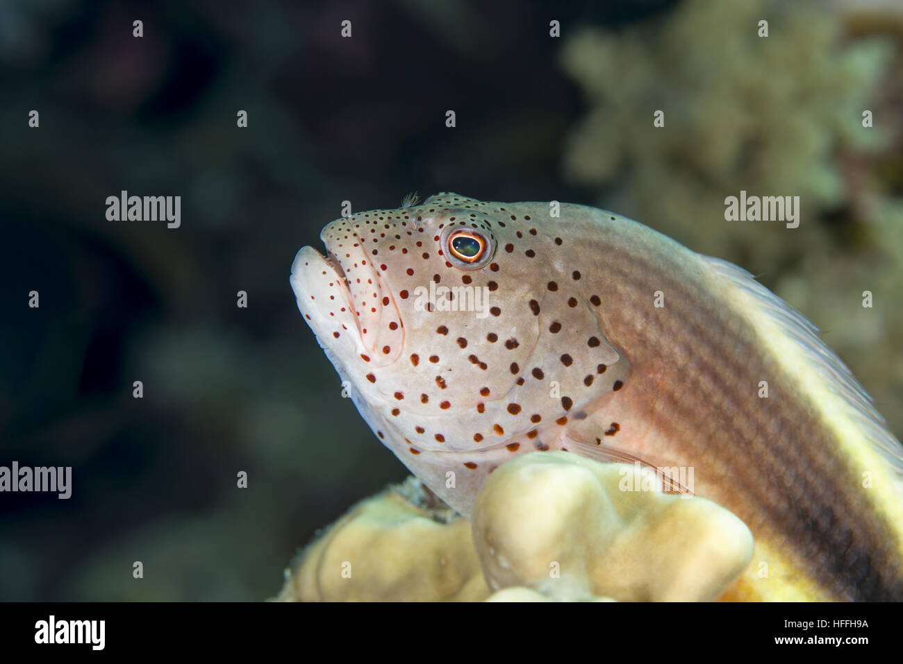 Portrait of Black-sided hawkfish, Freckled hawkfish or Forster's ...