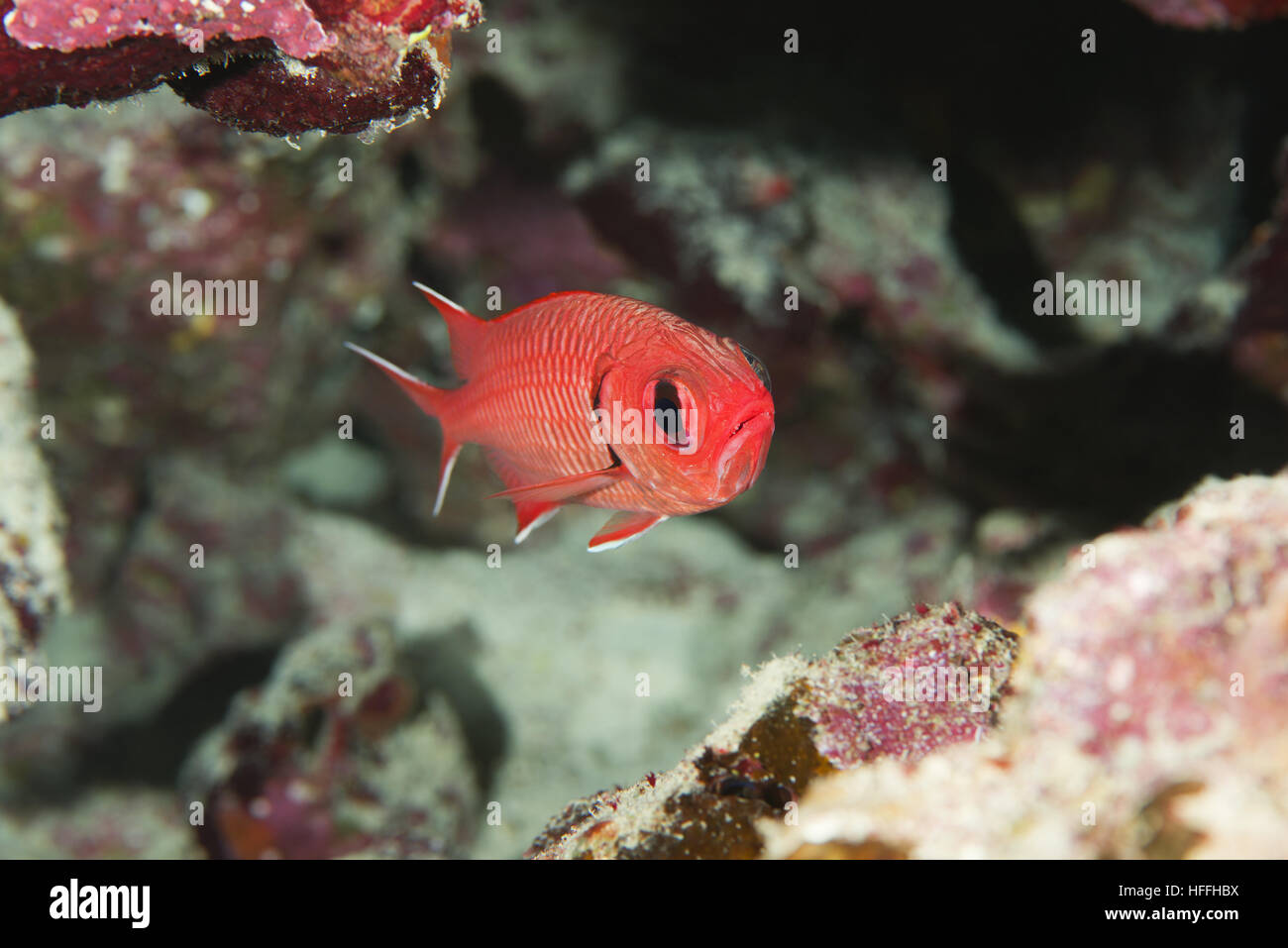 Pinecone Soldierfish or Big-eye soldierfish (Myripristis murdjan ...