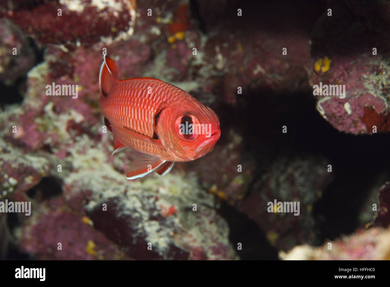 Pinecone Soldierfish or Big-eye soldierfish (Myripristis murdjan ...