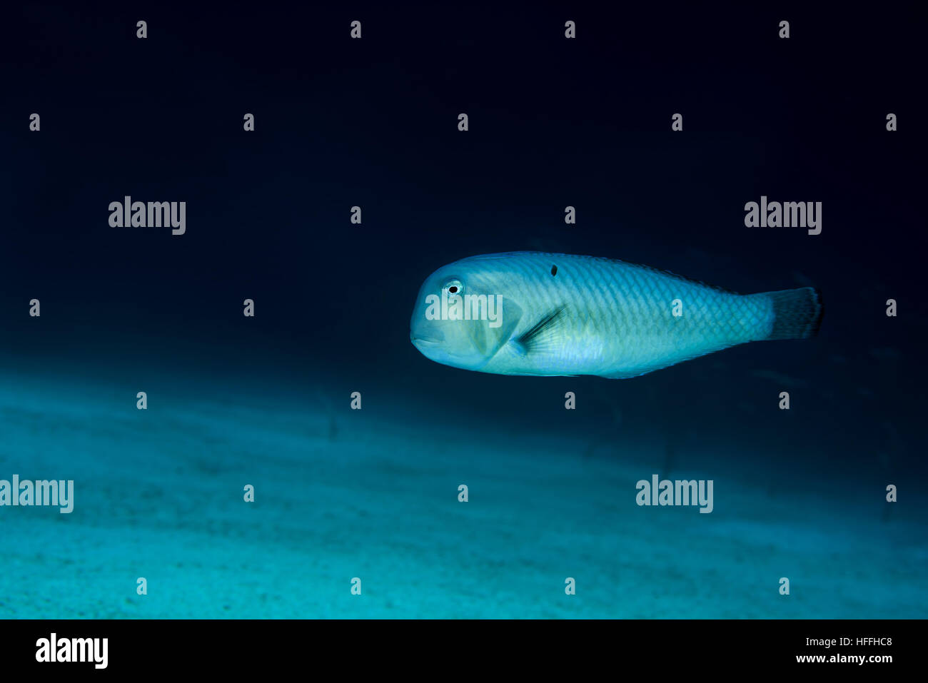 Pearly Razorfish or Cleaver Wrasse (Xyrichtys novacula) swims over a ...
