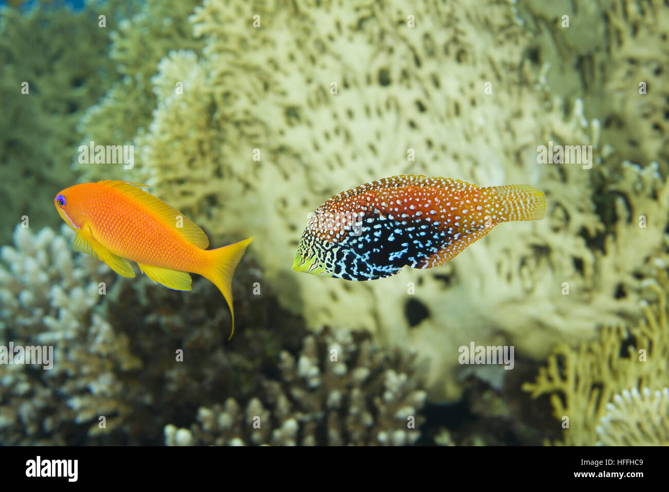 Vermiculate Wrasse or Diamond wrasse (Macropharyngodon bipartitus) and ...