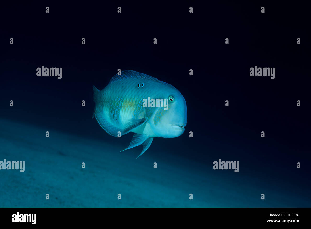 Pearly Razorfish or Cleaver Wrasse (Xyrichtys novacula) swims over a ...