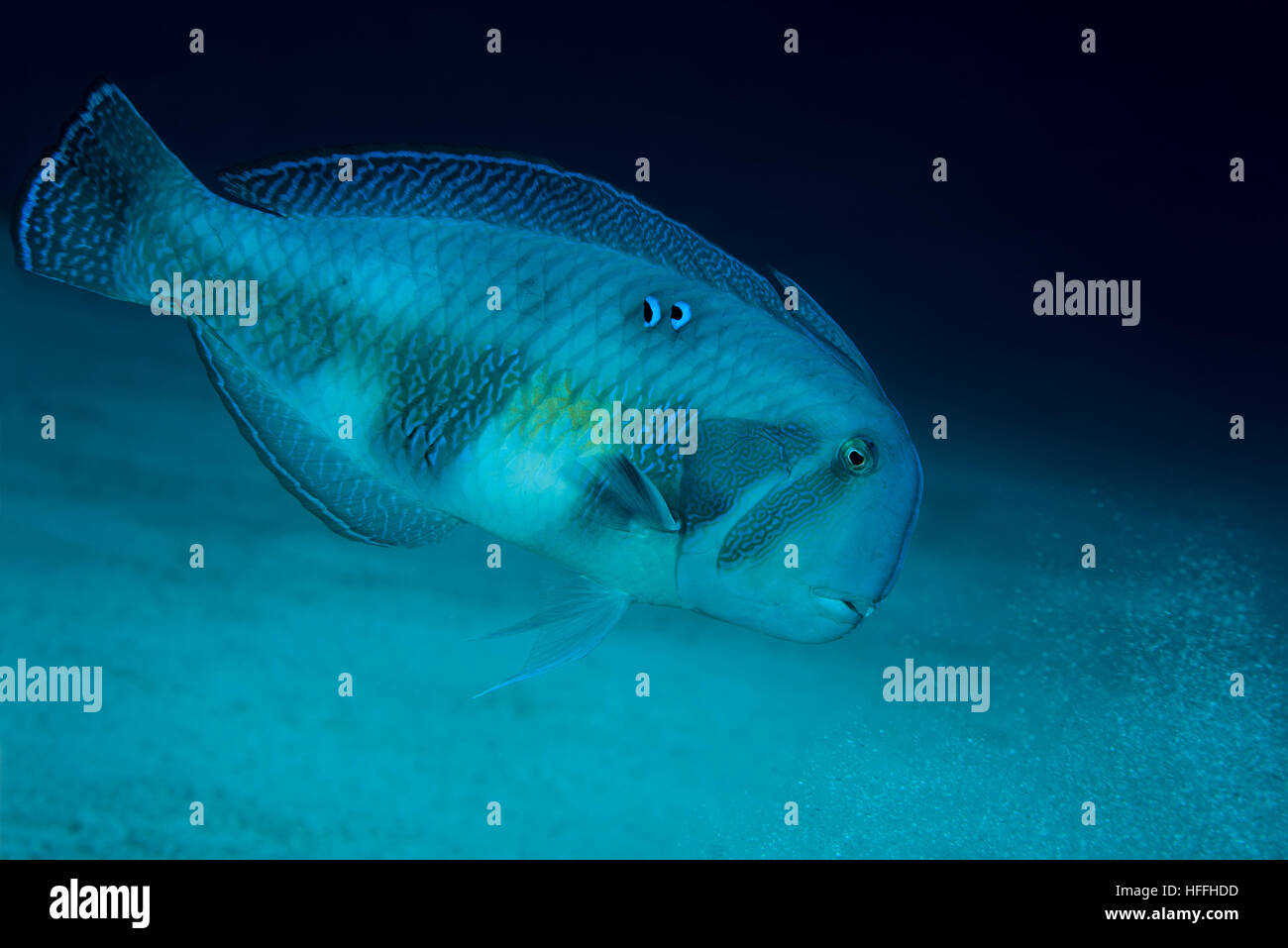 Pearly Razorfish or Cleaver Wrasse (Xyrichtys novacula) swims over a ...