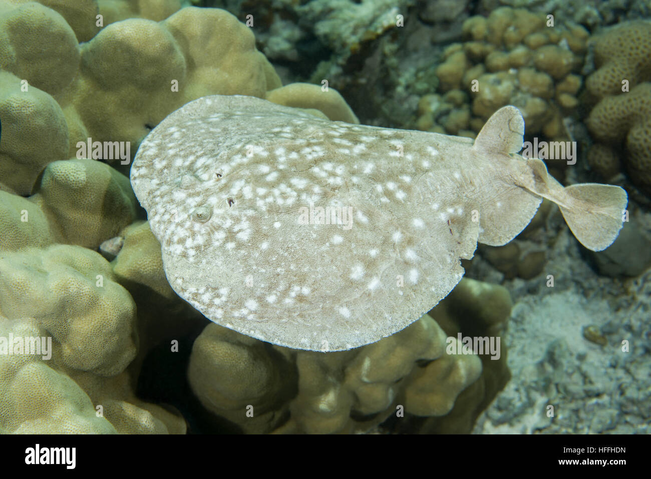 Leopard torpedo or Panther Electric Ray (Torpedo panthera) swims near ...