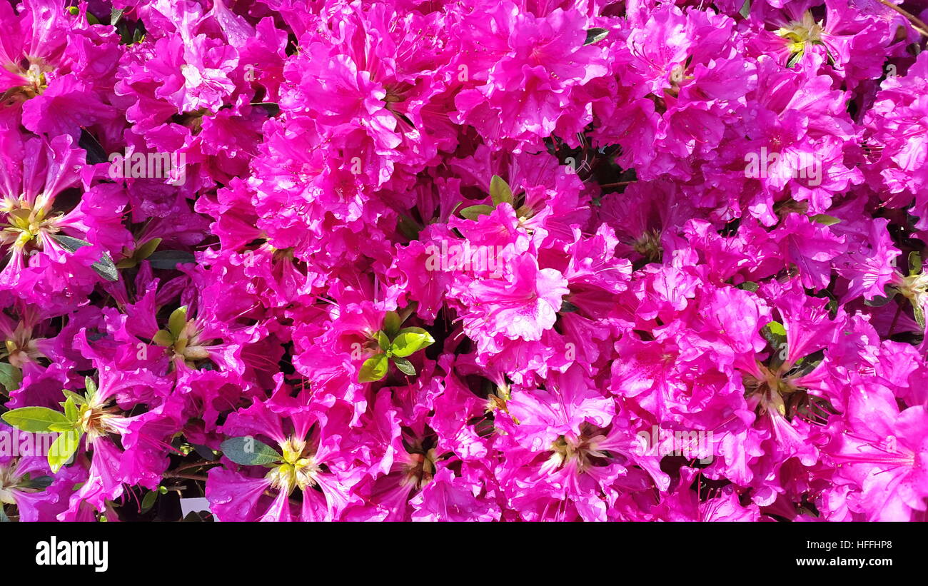 Bright Pink Azalea Bush Stock Photo - Alamy