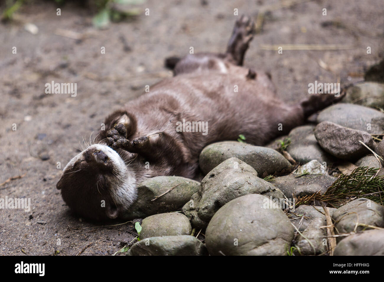 Otters at play hi-res stock photography and images - Alamy