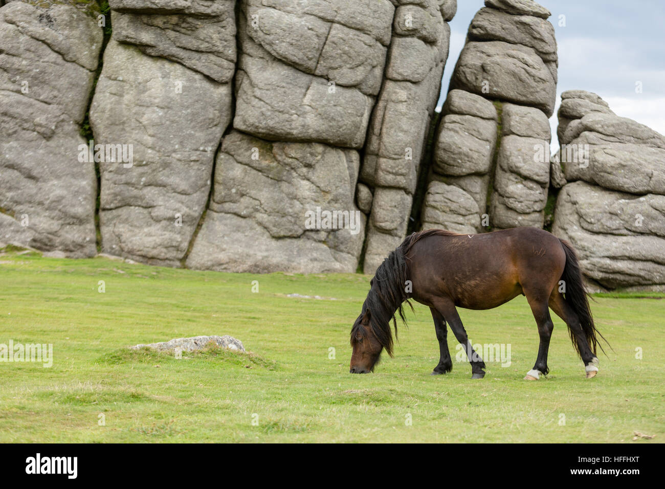 Native ponies grazing at Haytor Rock, Dartmoor Park, Devon, UK Stock ...