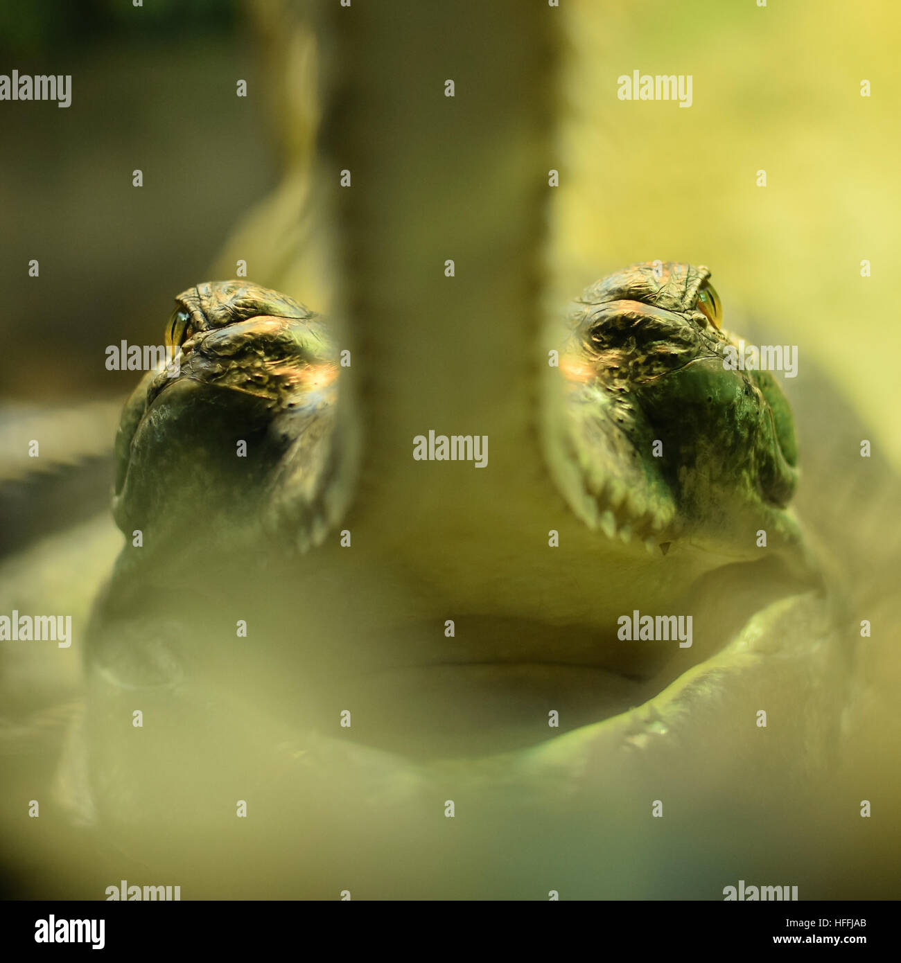 Gharial gavial crocodile hi-res stock photography and images - Alamy