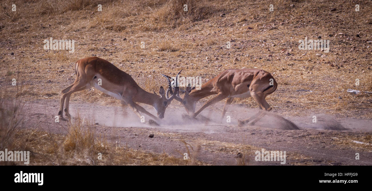 Flying impala hi-res stock photography and images - Alamy