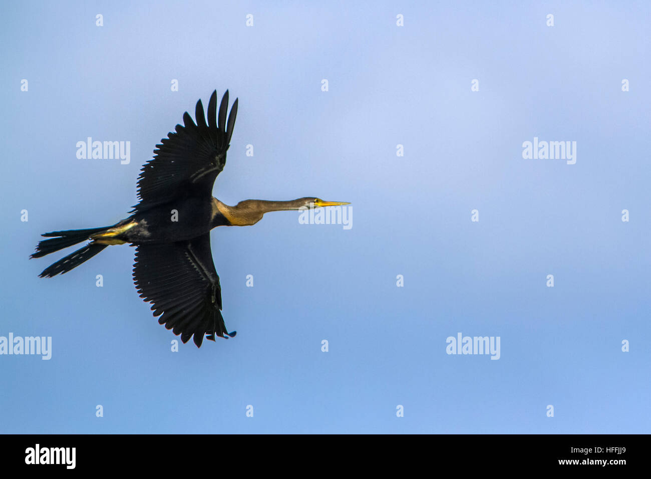 Blue darter hi-res stock photography and images - Alamy
