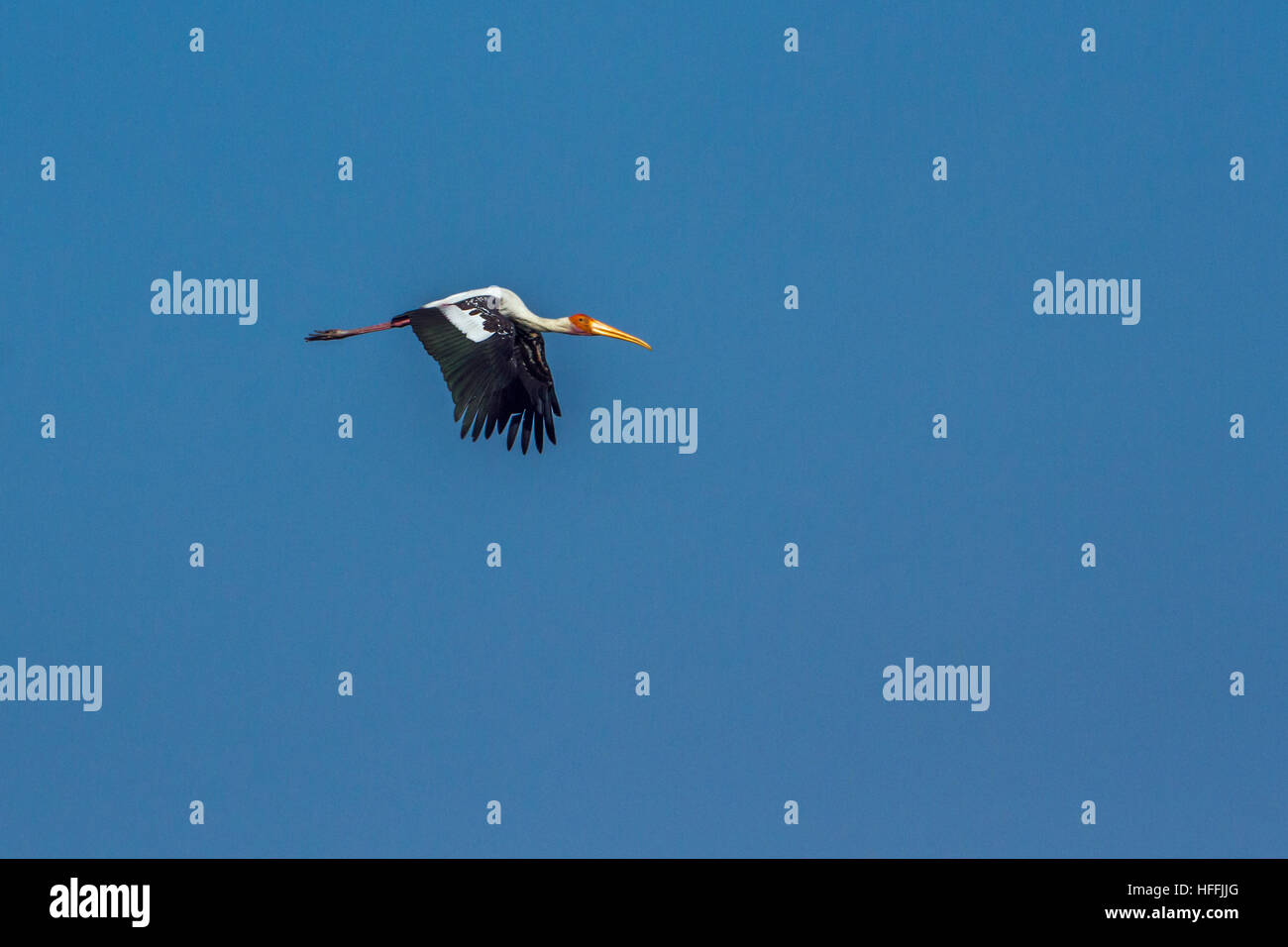 Painted stork flying isolated in blue sky ; specie Mycteria ...