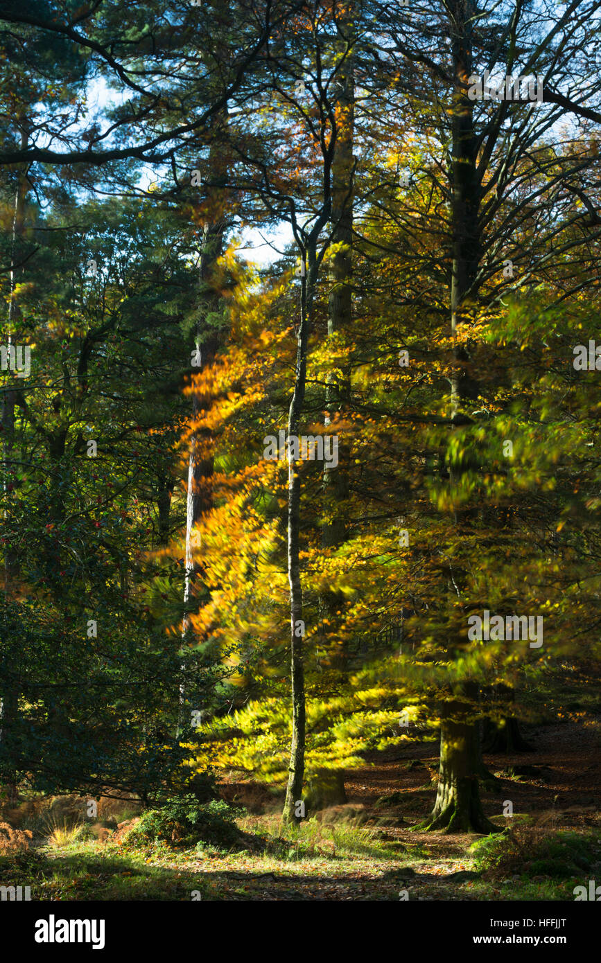 A lone tree blowing in the breeze, Manesty Woods, Lake District ...