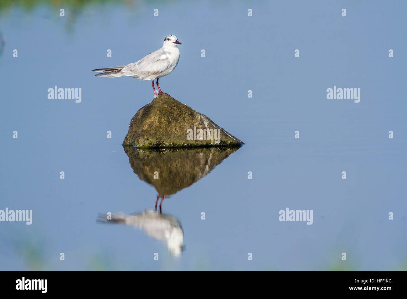 Marsh tern in Arugam bay lagoon, Sri Lanka ; specie Chlidonias hybrida ...