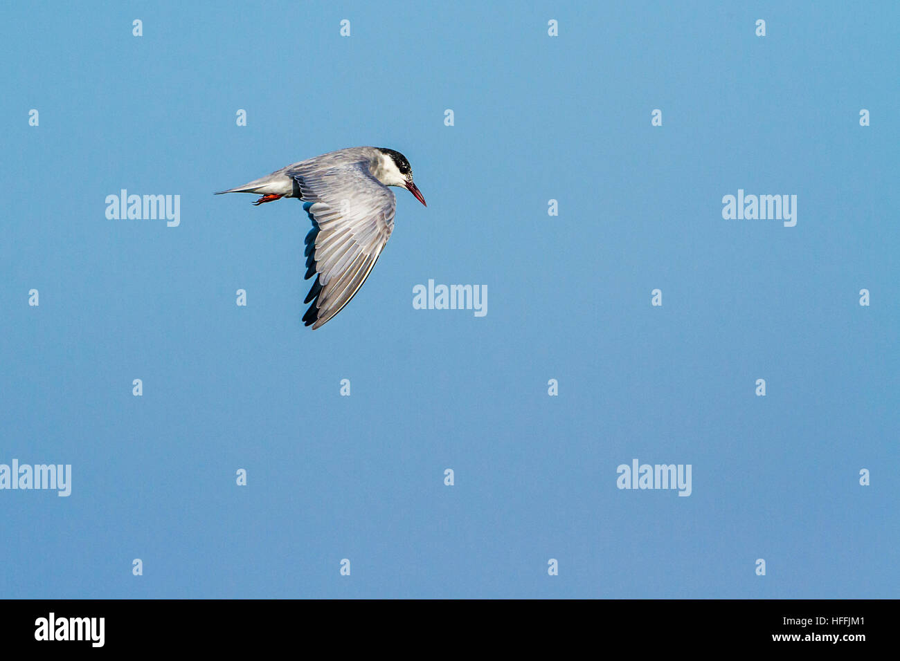 Marsh tern flying isolated in blue sky ; specie Chlidonias hybrida ...